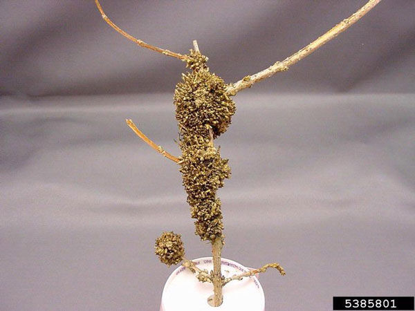 GARDEN GUIDE: The “gall” of it: Galls on Forsythia | Archives ...