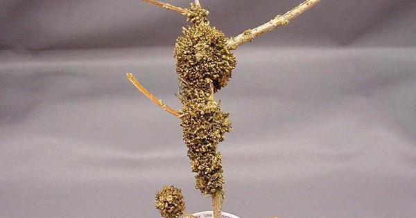 GARDEN GUIDE: The “gall” of it: Galls on Forsythia | Archives ...