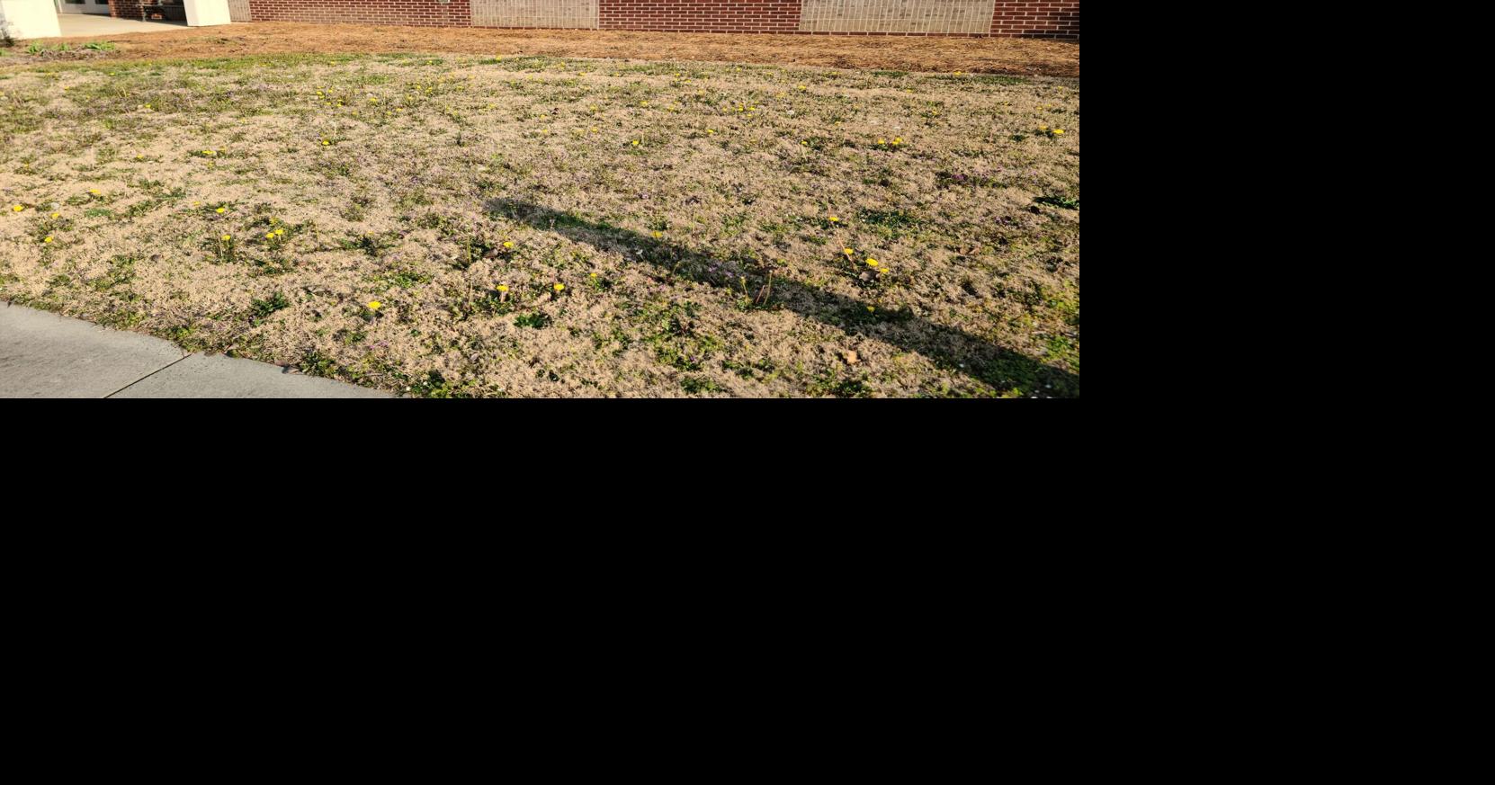 GARDEN GUIDE: Low-Mow 2023 and the Role of Turf | Archives ...