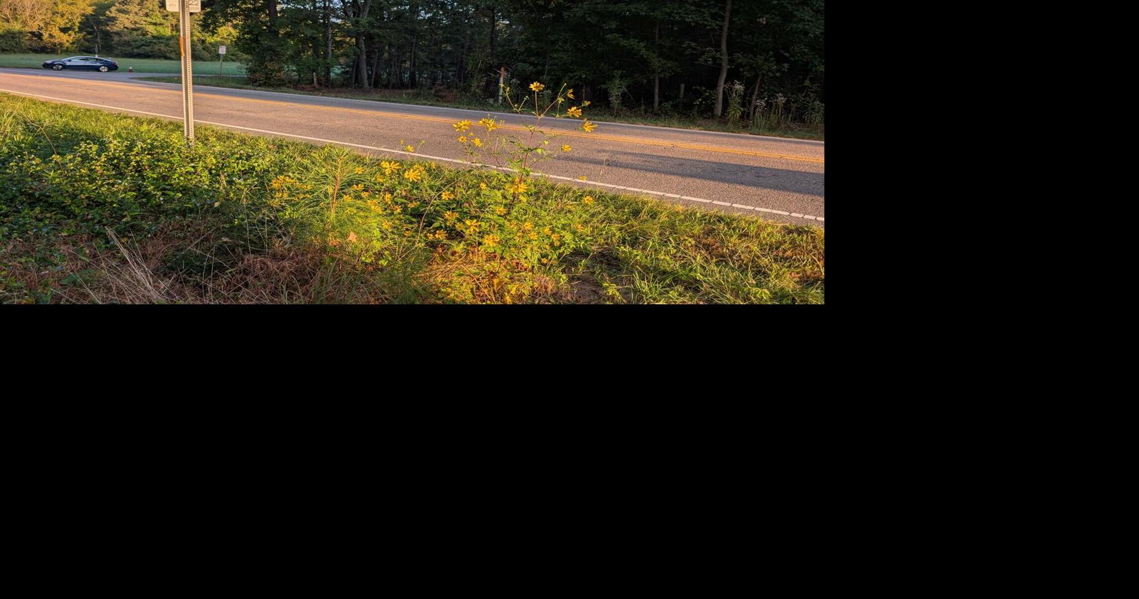 GARDEN GUIDE: Ditch Daisy lights up roadsides | Archives ...