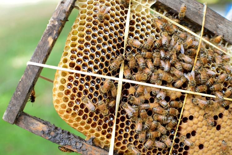Hobby turns into 20 years of beekeeping | Archives | sanfordherald.com