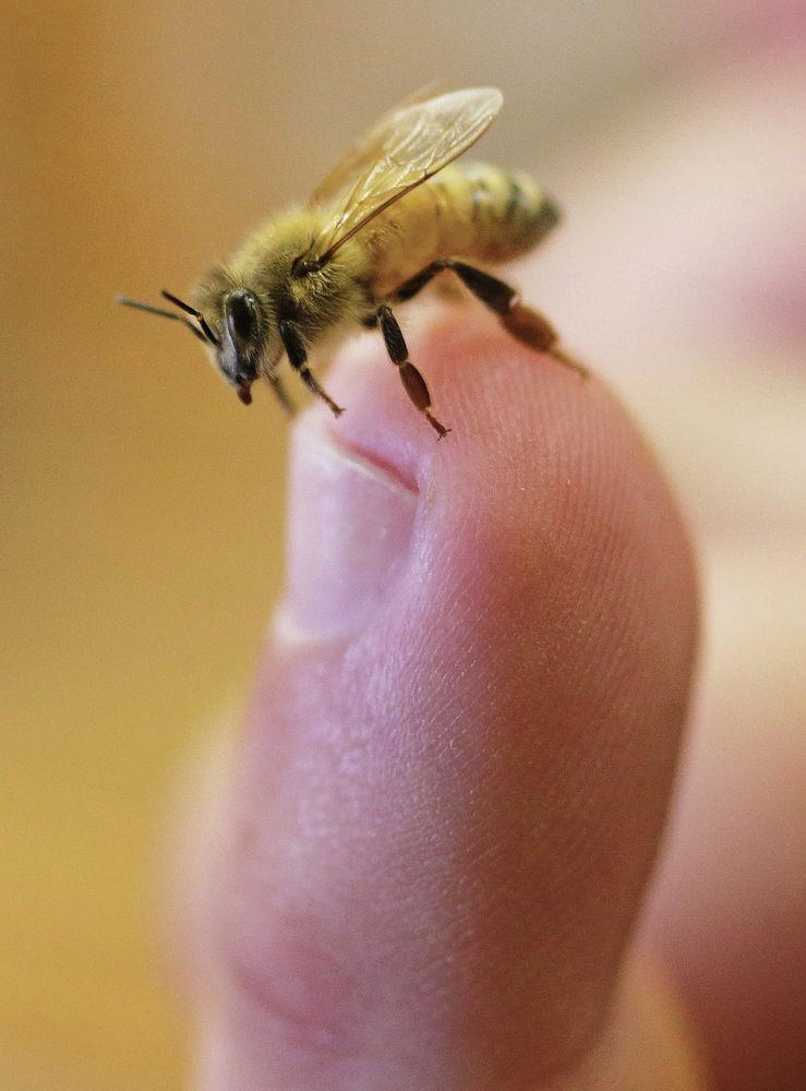 Sound familiar? Angry bees are distracted, calmed by food | Health And ...