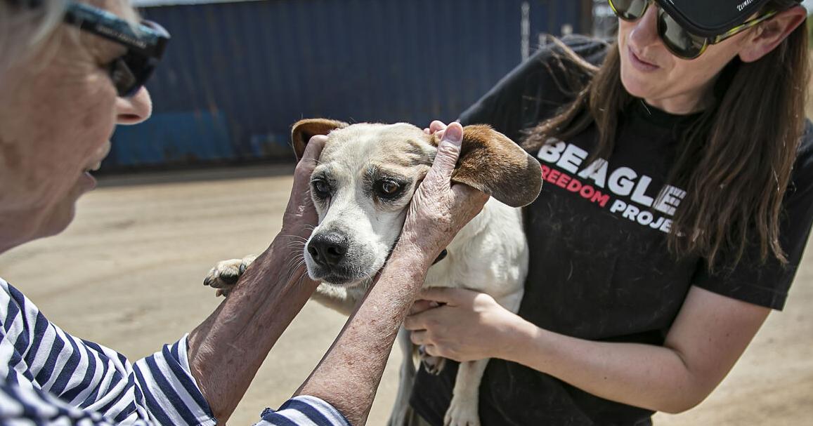 Beagles liberated from lab begin new lives in Santa Fe | Local News ...