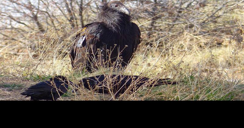 Rare California condor spotted in Los Alamos | Local News ...