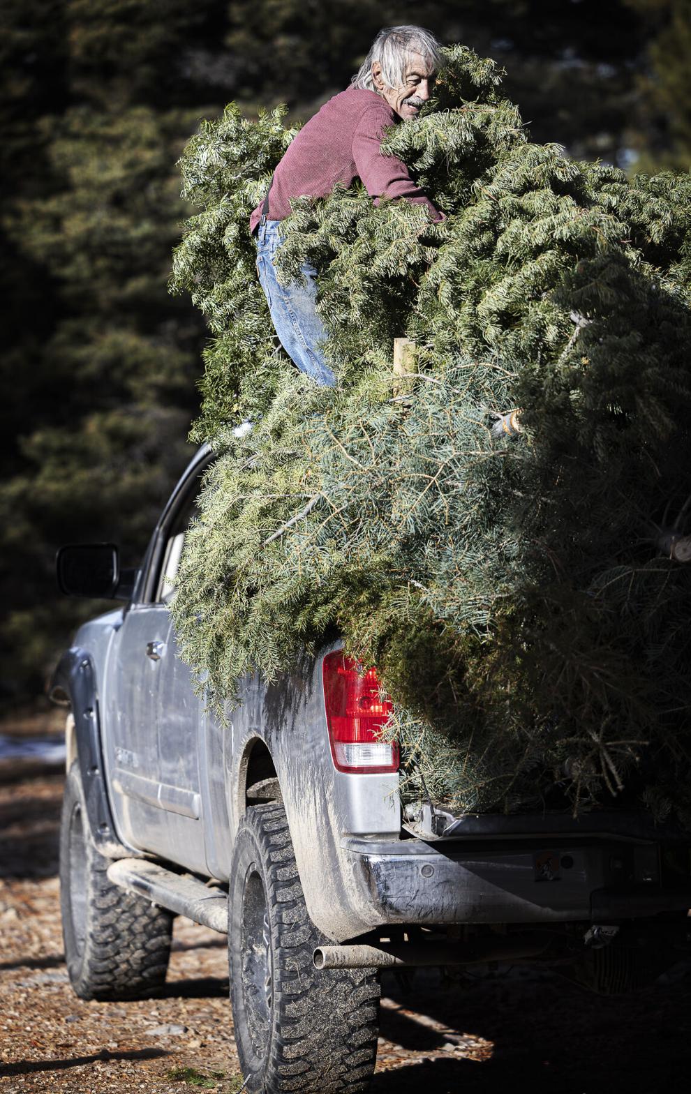 In search of perfect holiday tree in New Mexico national forests ...