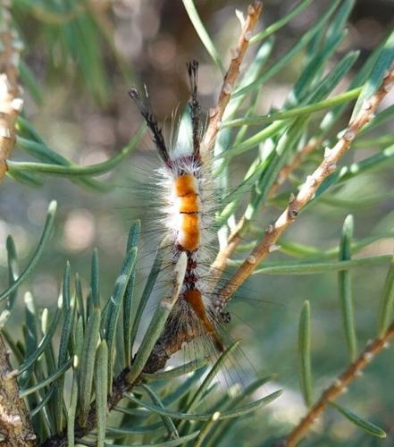 'So many needles falling': Santa Feans grapple with outbreak of ...