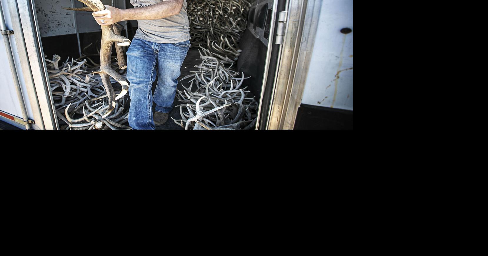 New antler collecting law goes into effect in New Mexico for out-of ...