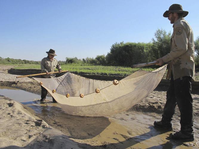 Endangered minnows rescued as parts of Rio Grande dry up | Local News ...