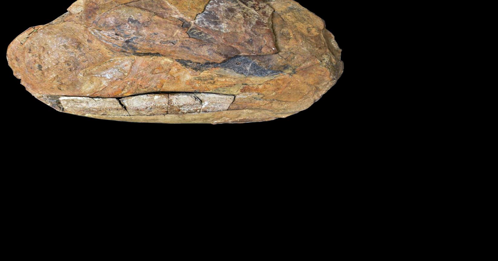 Not just another fish in the sea: Toothy prehistoric fish discovered in ...