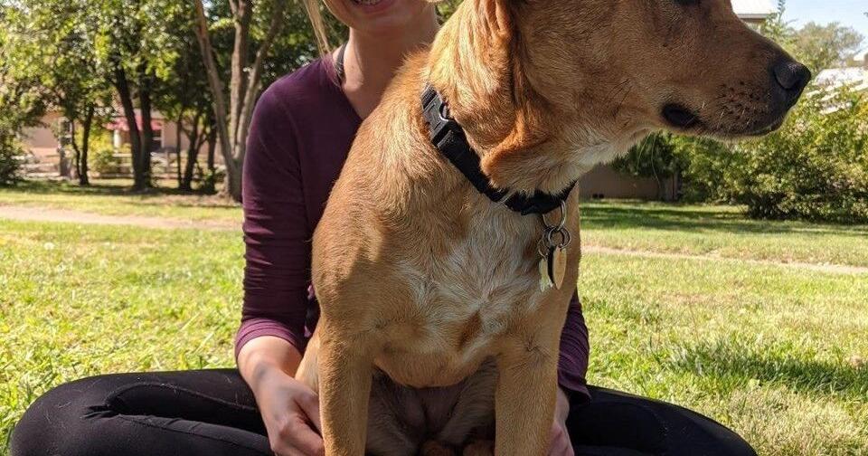 Dog adopted after bad behavior changed | Paws | santafenewmexican.com