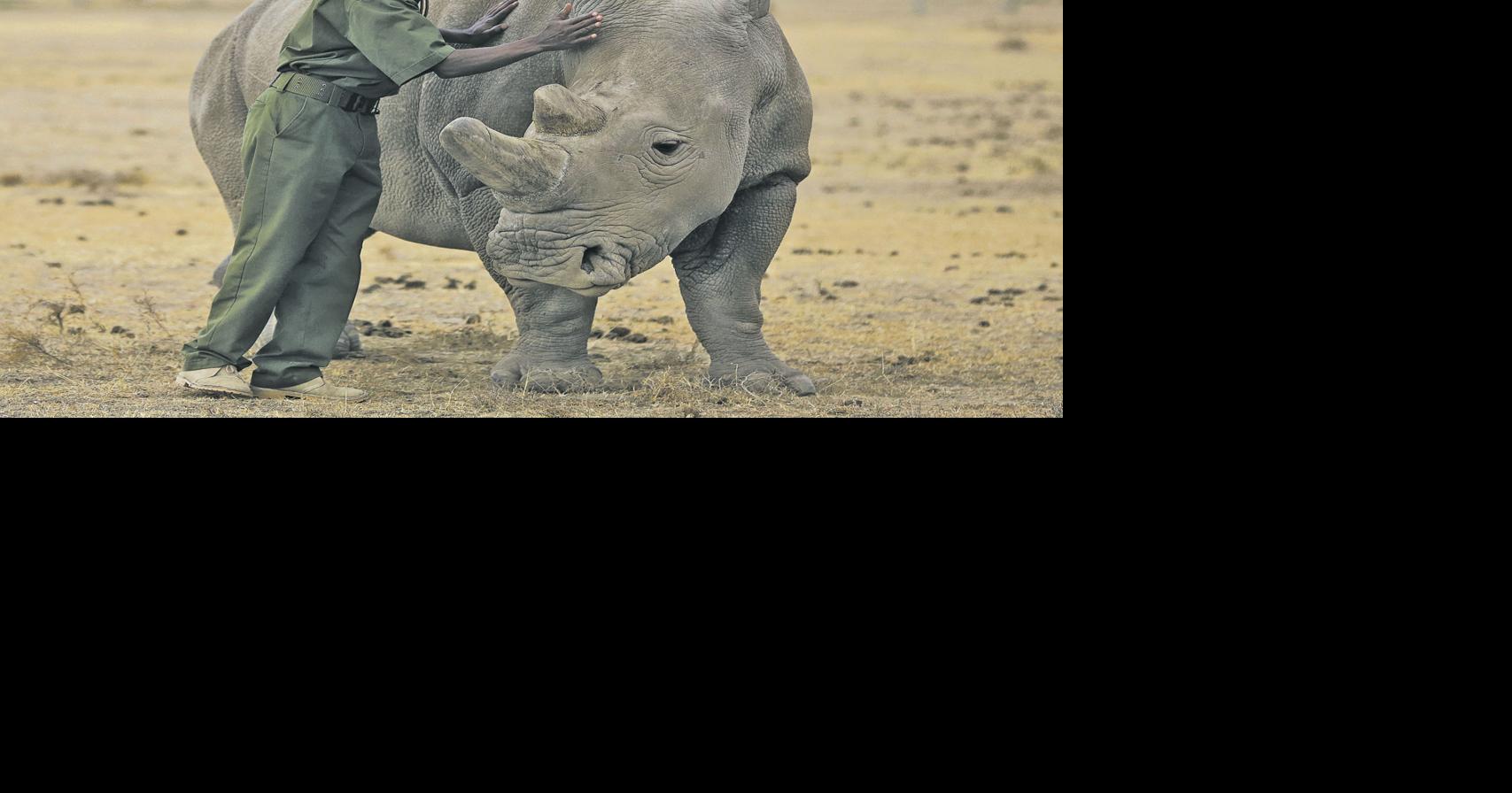Scientists create hybrids in race to save rhino subspecies | News ...