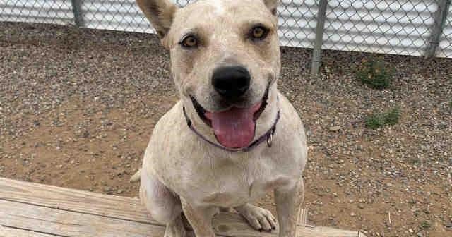 700 days and counting for Shenzi | Paws | santafenewmexican.com