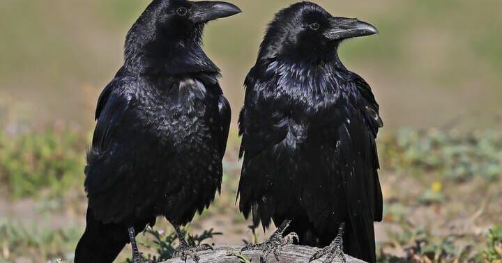 Despite creepy reputation, ravens are an intelligent, playful bird ...