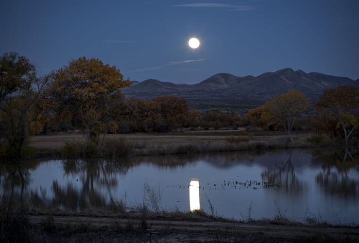 Year of Refuge: Forest filled with wonder and awe | Adventure | santafenewmexican.com