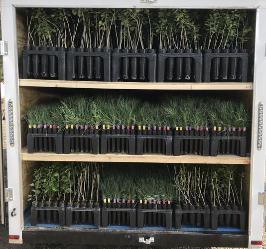 Expanded Mora County reforestation center hopes to step up wildfire ...