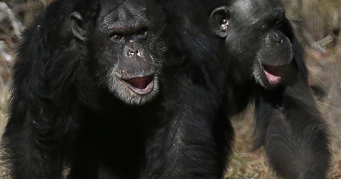 Animal rights activists notch victory, clear final legal hurdle in ...