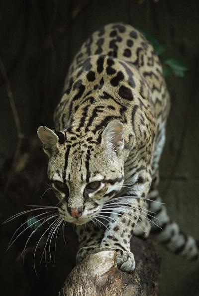 Federal recovery plan meant to help rare ocelots in Texas | Local News | santafenewmexican.com