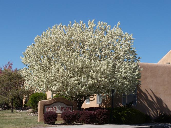 On the real-estate value of trees | Home/Real Estate ...