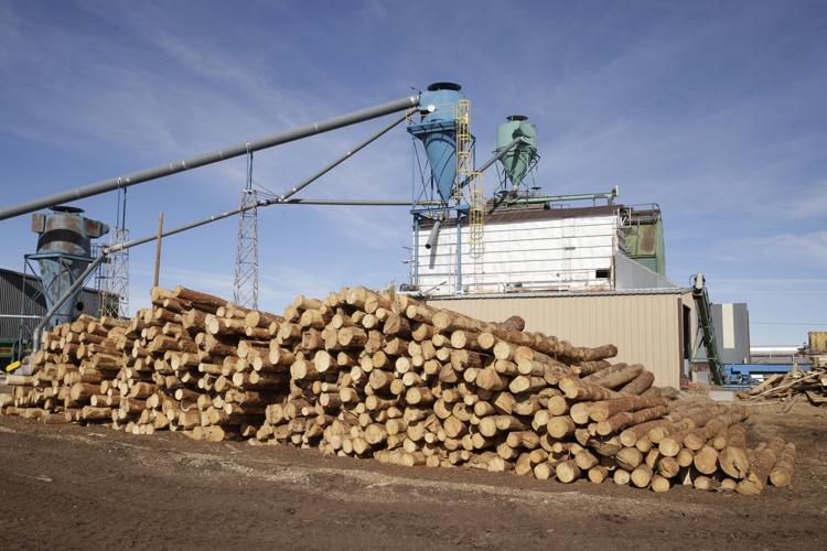 Business dependent on New Mexico timber suffers under revised owl ...