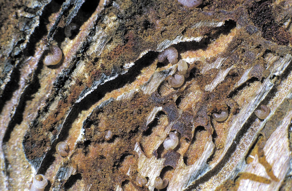 Earth, Wind and Fire: Beetle mania | Local News | santafenewmexican.com