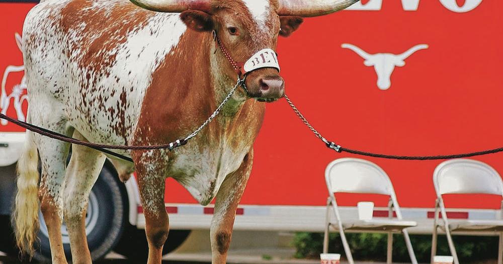 Texas Longhorn steer mascot Bevo XIV dies at 13 | Sports ...