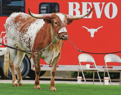 Texas Longhorn steer mascot Bevo XIV dies at 13 | Sports ...