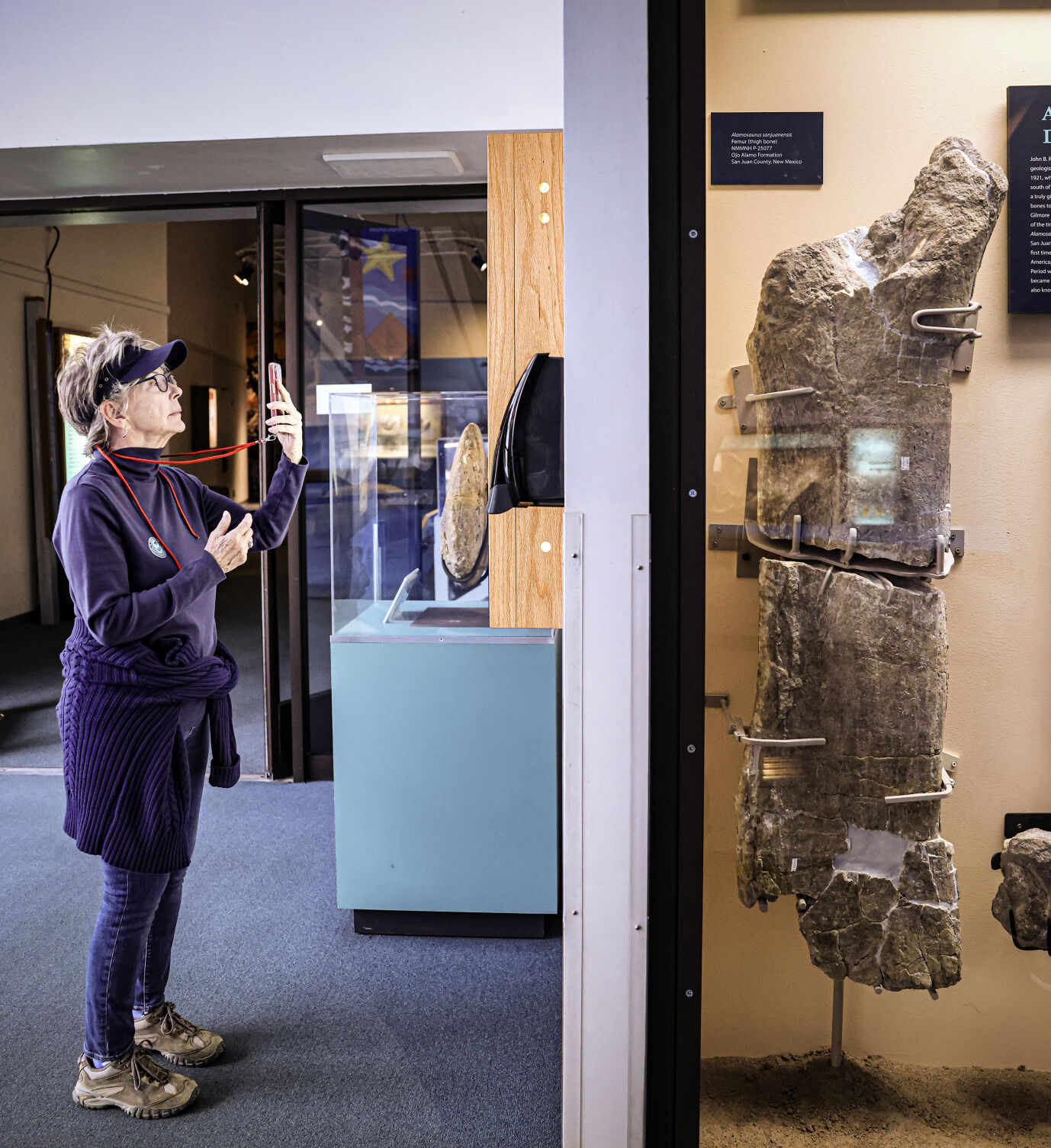 New Mexico natural history museum asks you to remember the Alamosaurus | Local News ...