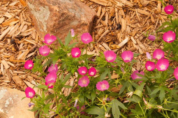 Finding your food: Ellen Zachos talks backyard foraging | Restaurants ...