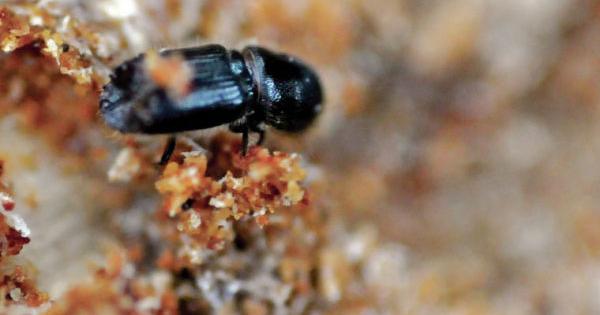 Beetles’ resurgence threatens area piñon trees | Local News ...