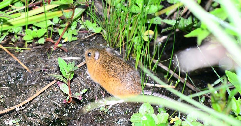 Researchers find endangered mouse throughout national forest | Local ...