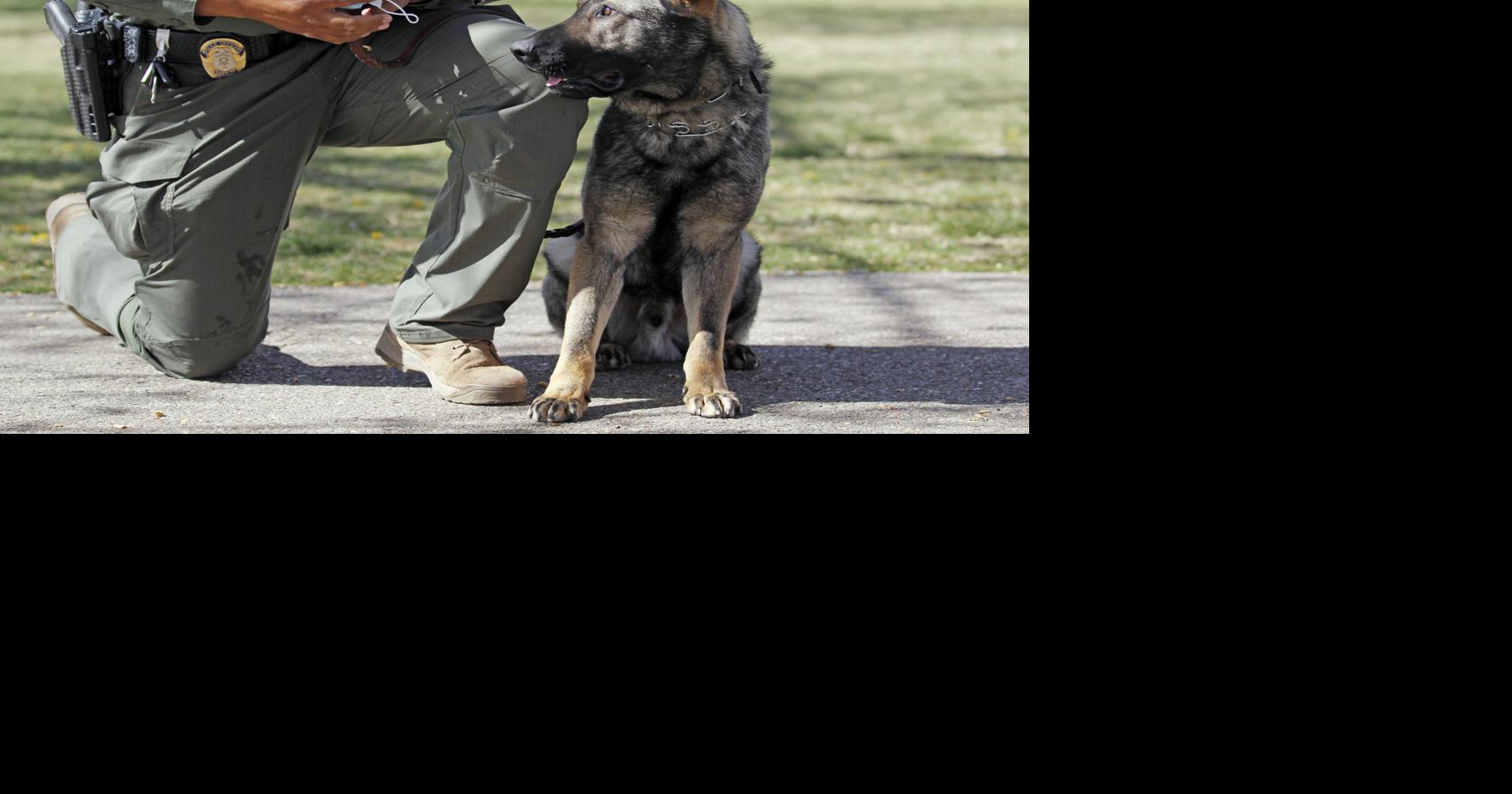 police k9 attacks cop