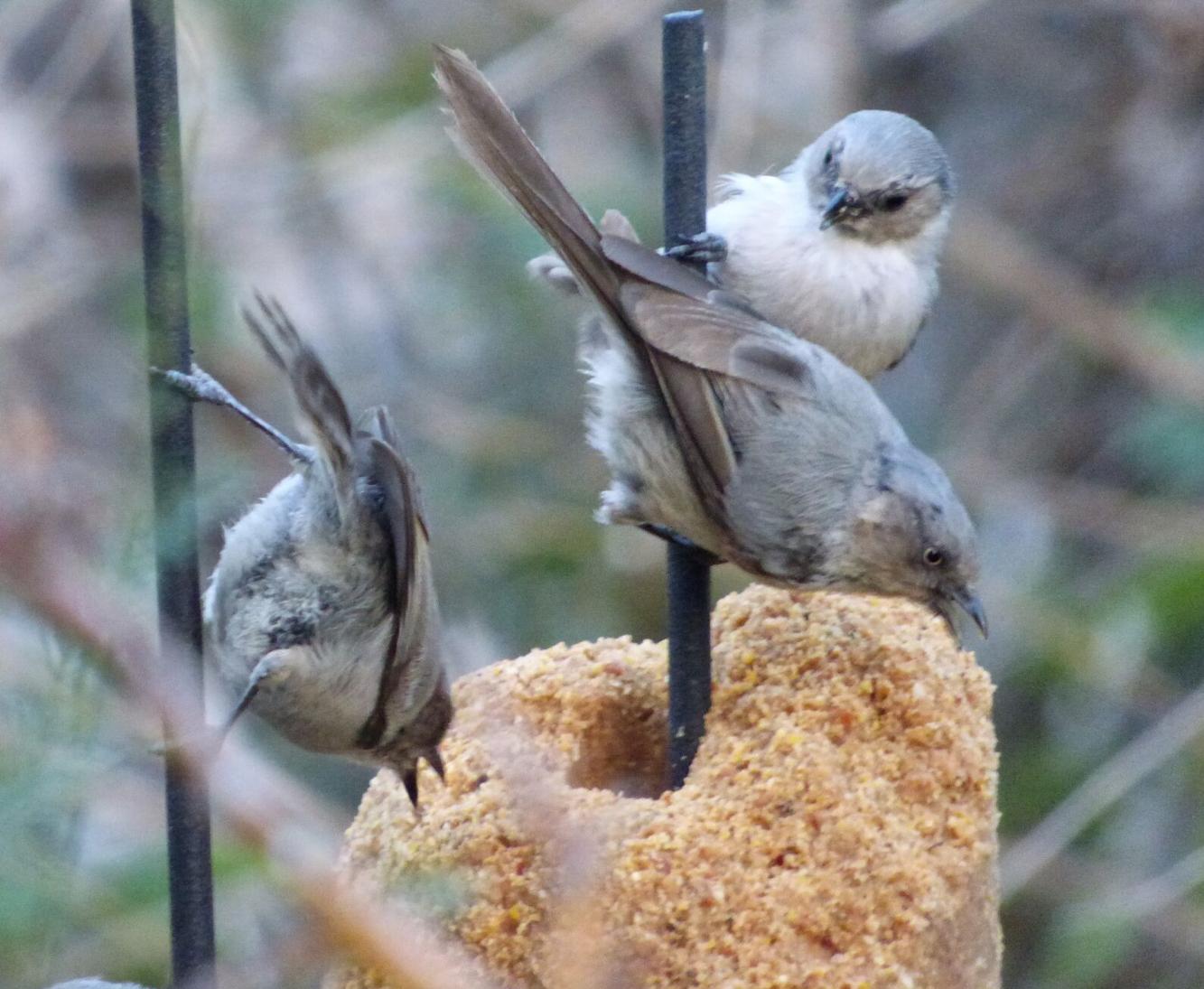 The tiny bushtit flocks in New Mexico all year | Local News ...