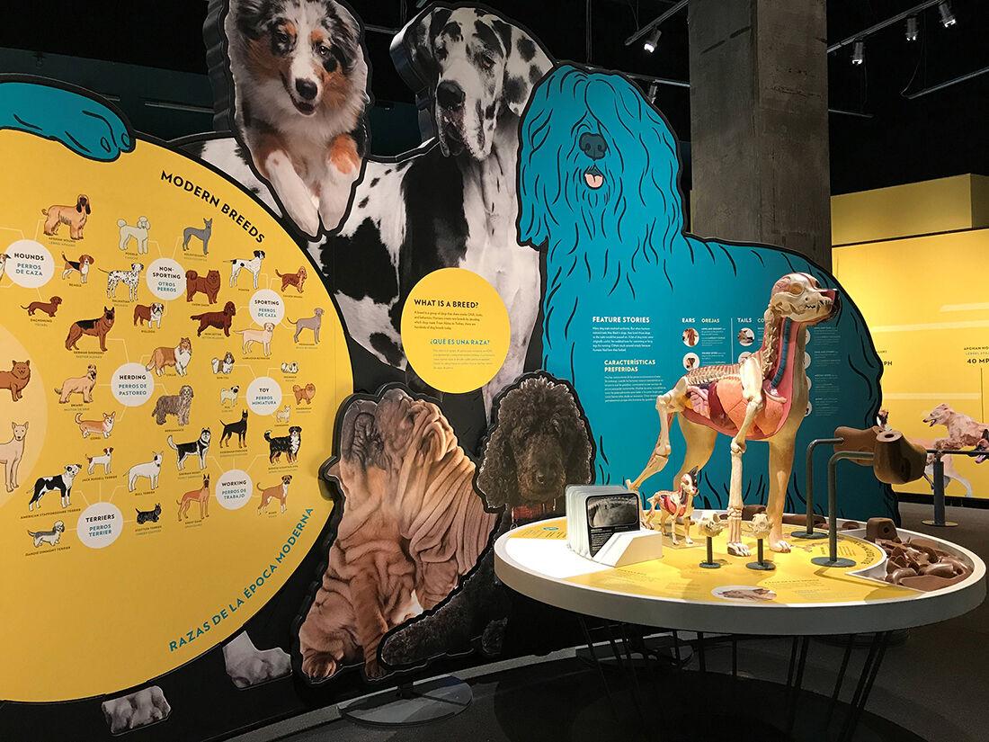 'Dogs! A Science Tail' at the New Mexico Museum of Natural History and ...