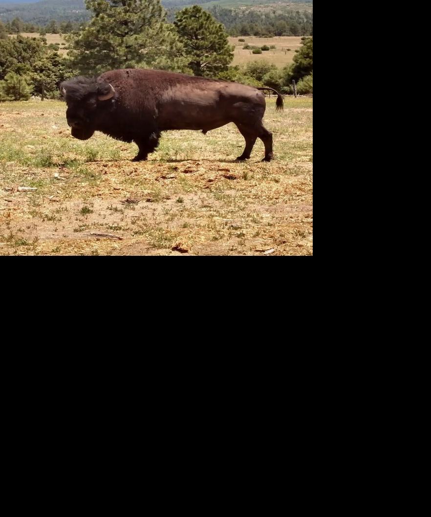 Los Angeles woman sues, claims bison gored her at Truchas tree house ...