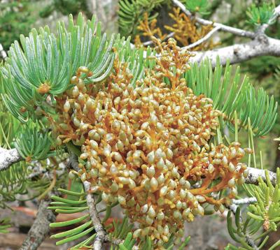 Infestation of dwarf mistletoe in Jemez Mountains underestimated ...