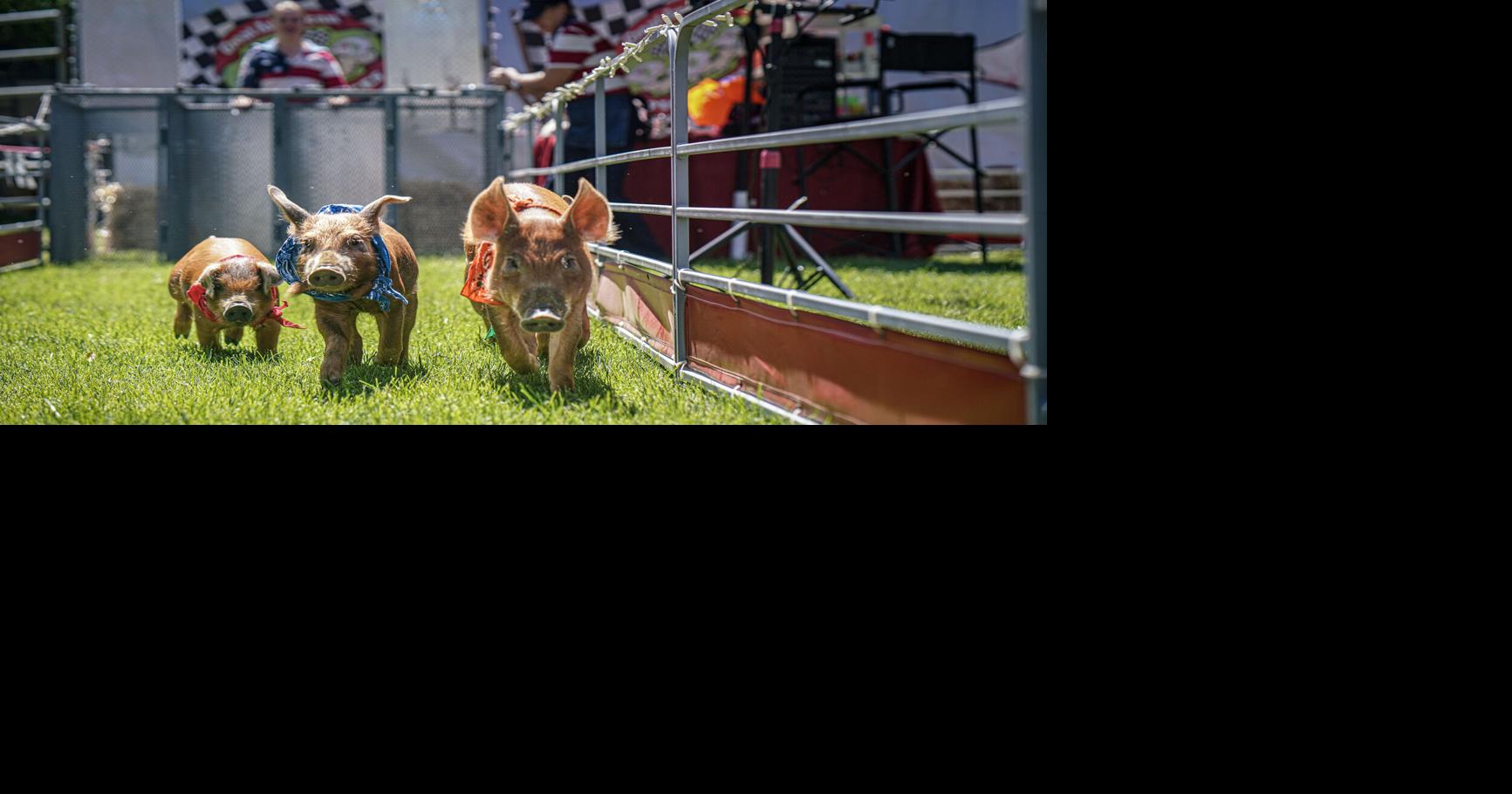New Mexico State Fair kicks off with pig races, stilt walkers and fair ...