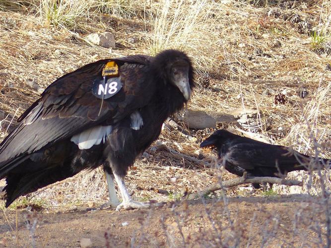 Rare California condor spotted in Los Alamos | Local News ...