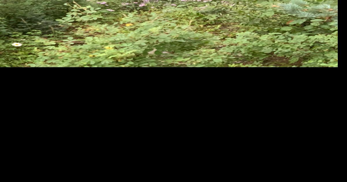 New moose spotted around Red River | Local News | santafenewmexican.com