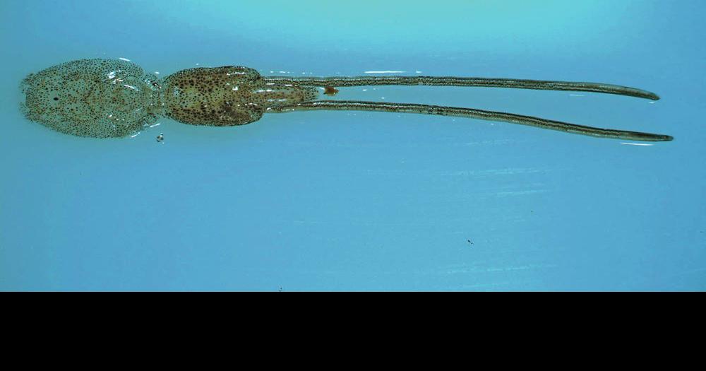 Parasite plagues salmon industry | News | santafenewmexican.com