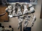 New Mexico natural history museum asks you to remember the Alamosaurus ...
