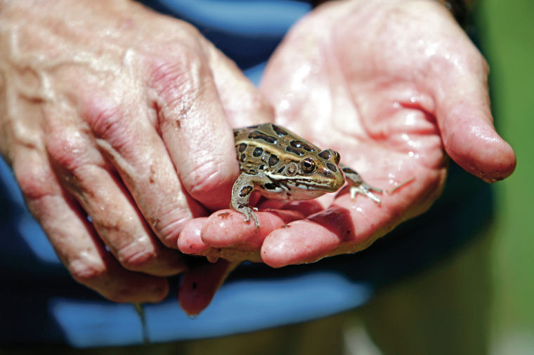 Struggling frog starting to thrive in restored wetlands at preserve ...
