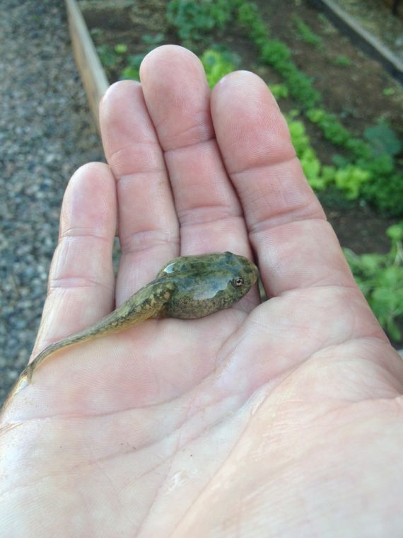 Struggling frog starting to thrive in restored wetlands at preserve ...