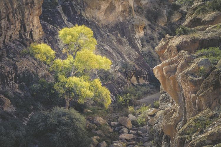 Still Wild: The Gila Wilderness at 100 | Pasatiempo | santafenewmexican.com