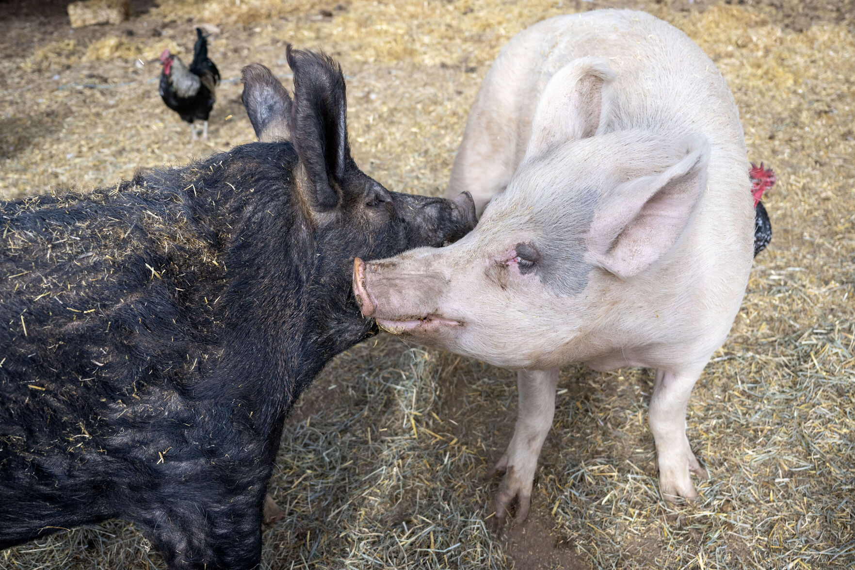 Snickers the pig, a celebrity in Cerrillos, once lost, lands new home ...