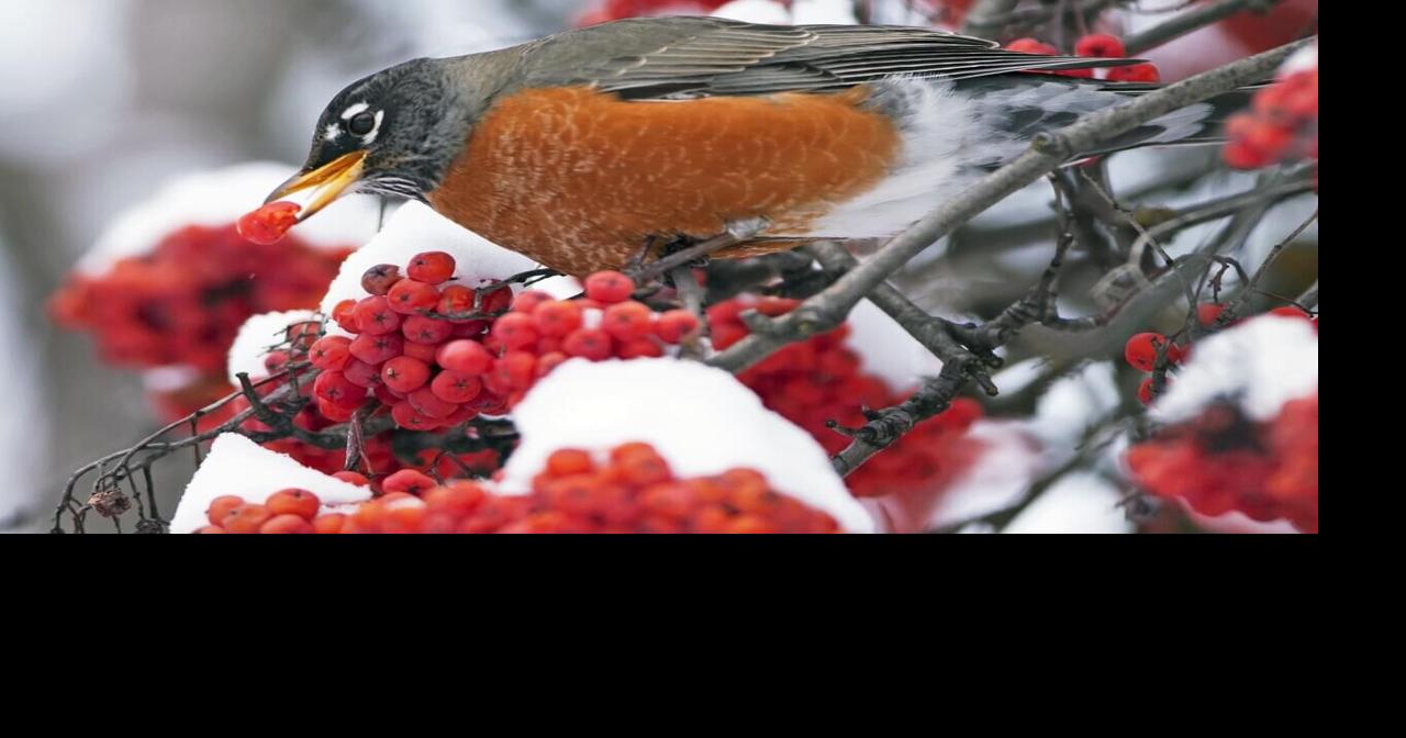 Enjoy American robins during their winter visit | Health And Science ...