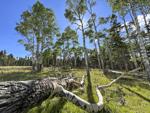 Valle Vidal: Discovering the wonders of the 'Valley of Life ...