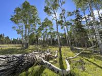 Valle Vidal: Discovering the wonders of the 'Valley of Life ...