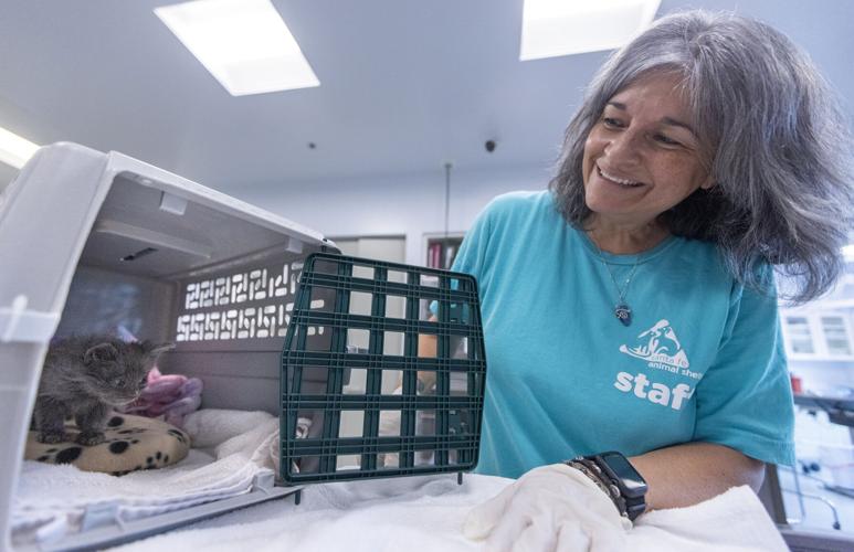 Advocates push Santa Fe animal shelter to renew feral cat program ...