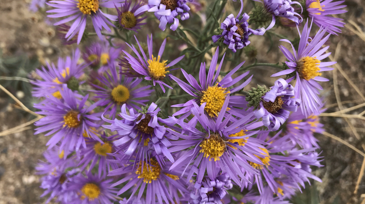 purple asters