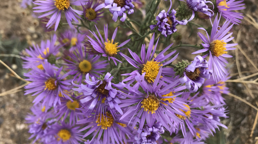 wild purple aster